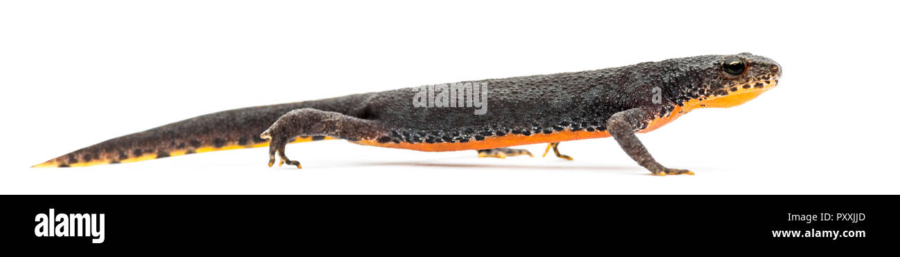 Alpine Newt walking, Ichthyosaura alpestris, formerly Triturus ...