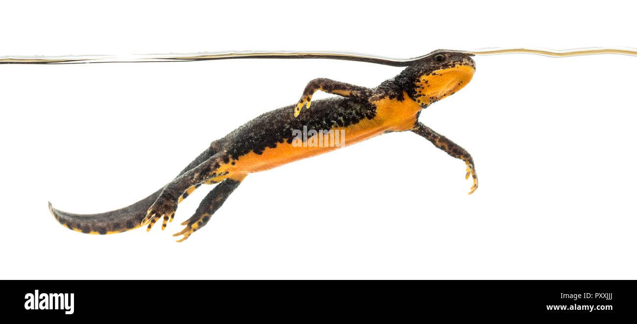 Alpine Newt swimming, Ichthyosaura alpestris, formerly Triturus ...