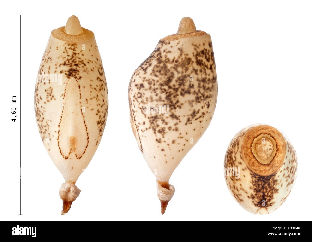 Egg of stick insects - Asceles sp Stock Photo - Alamy