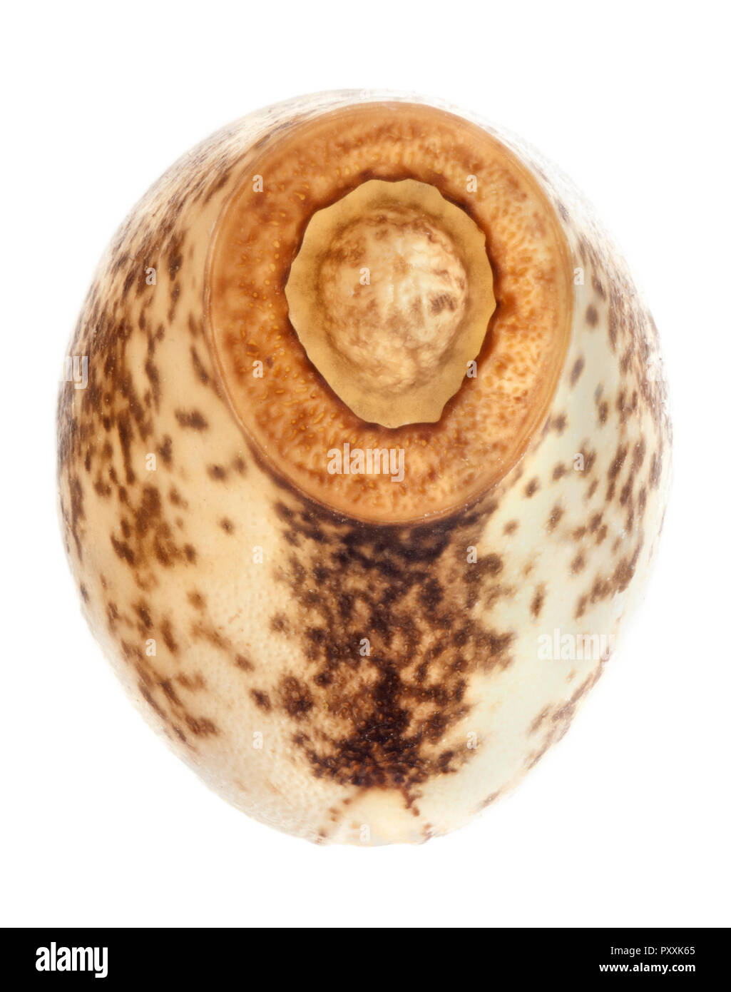 Egg of stick insects - Asceles sp Stock Photo - Alamy