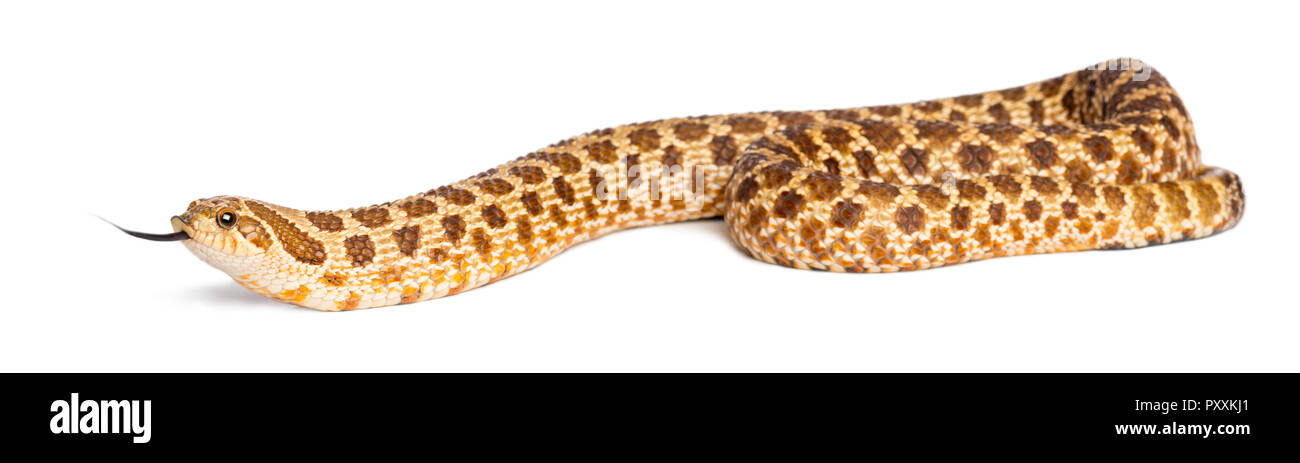 Western hog-nosed snake, Heterodon nasicus against white background ...