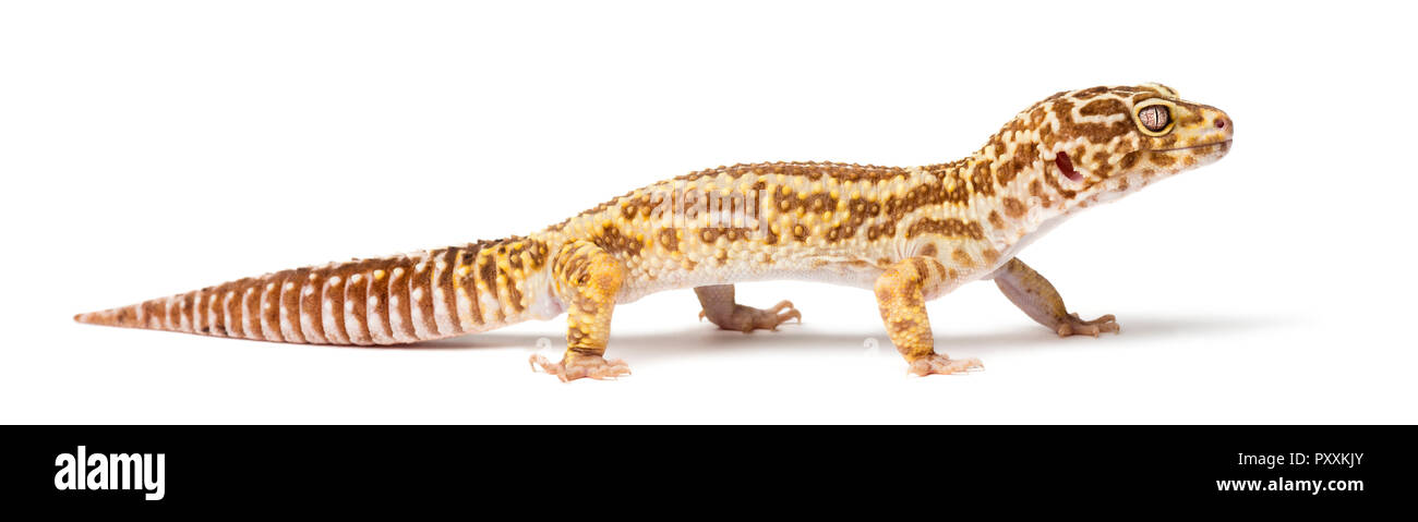Leopard gecko, Eublepharis macularius, close up against white ...