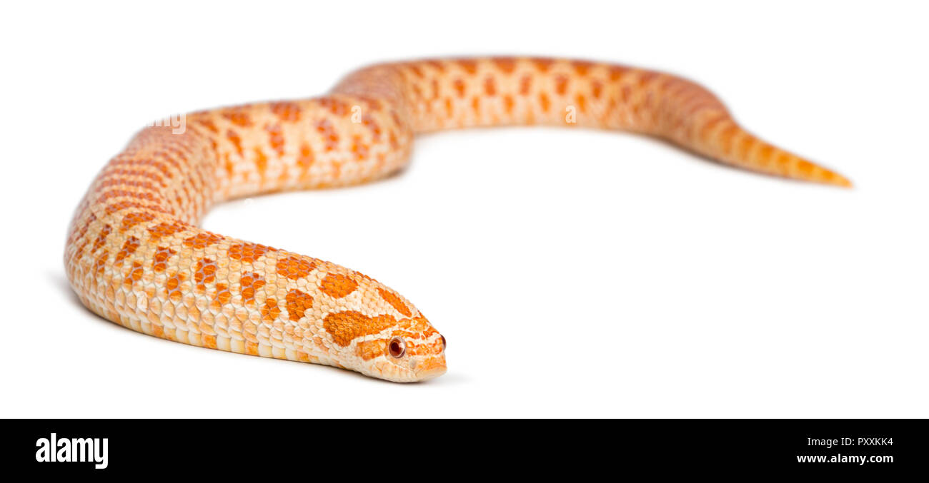Western hog-nosed snake, Heterodon nasicus against white background ...