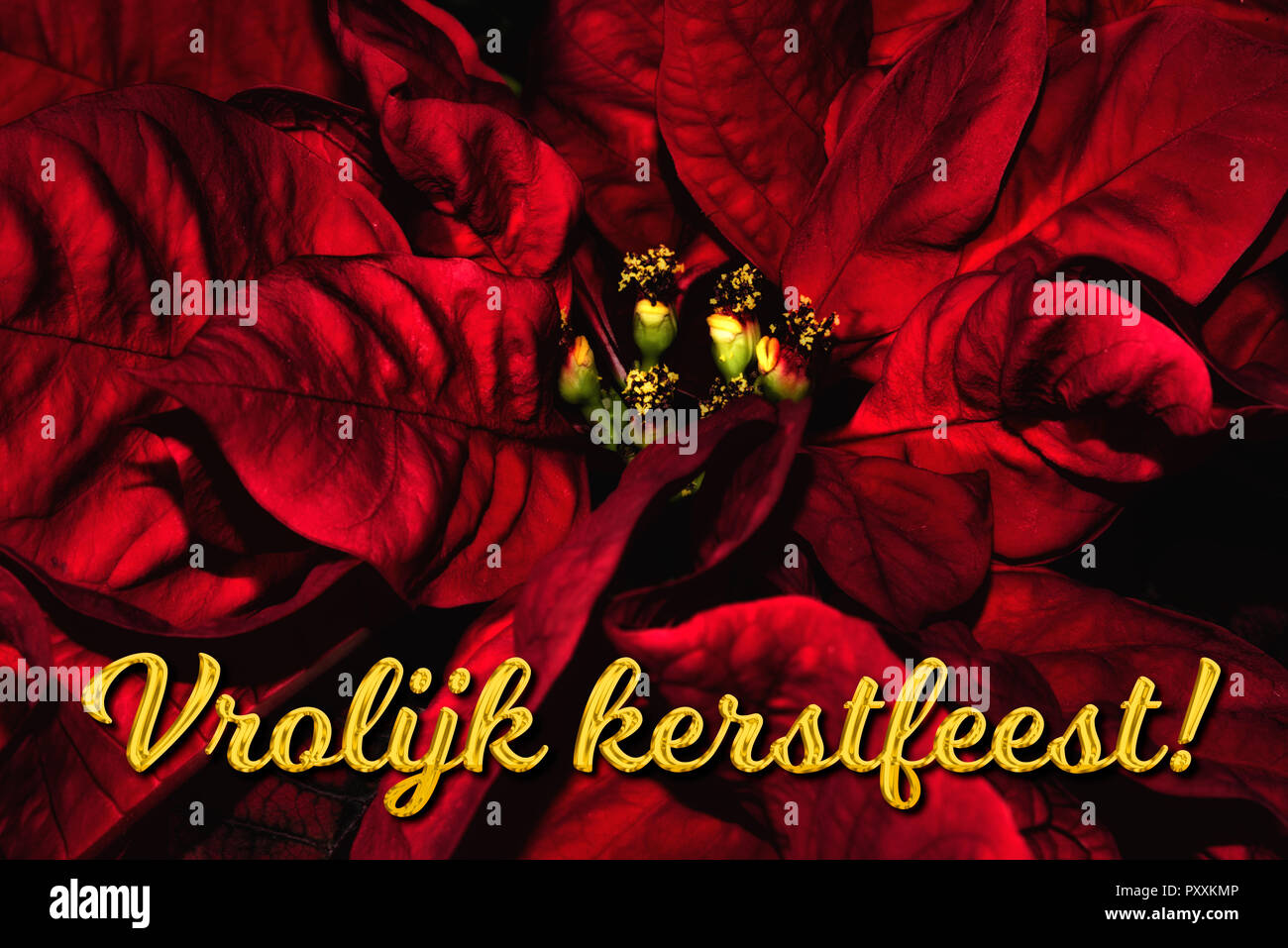 The Dutch text "Vrolijk kerstfeest" means "Merry Christmas", which is ...