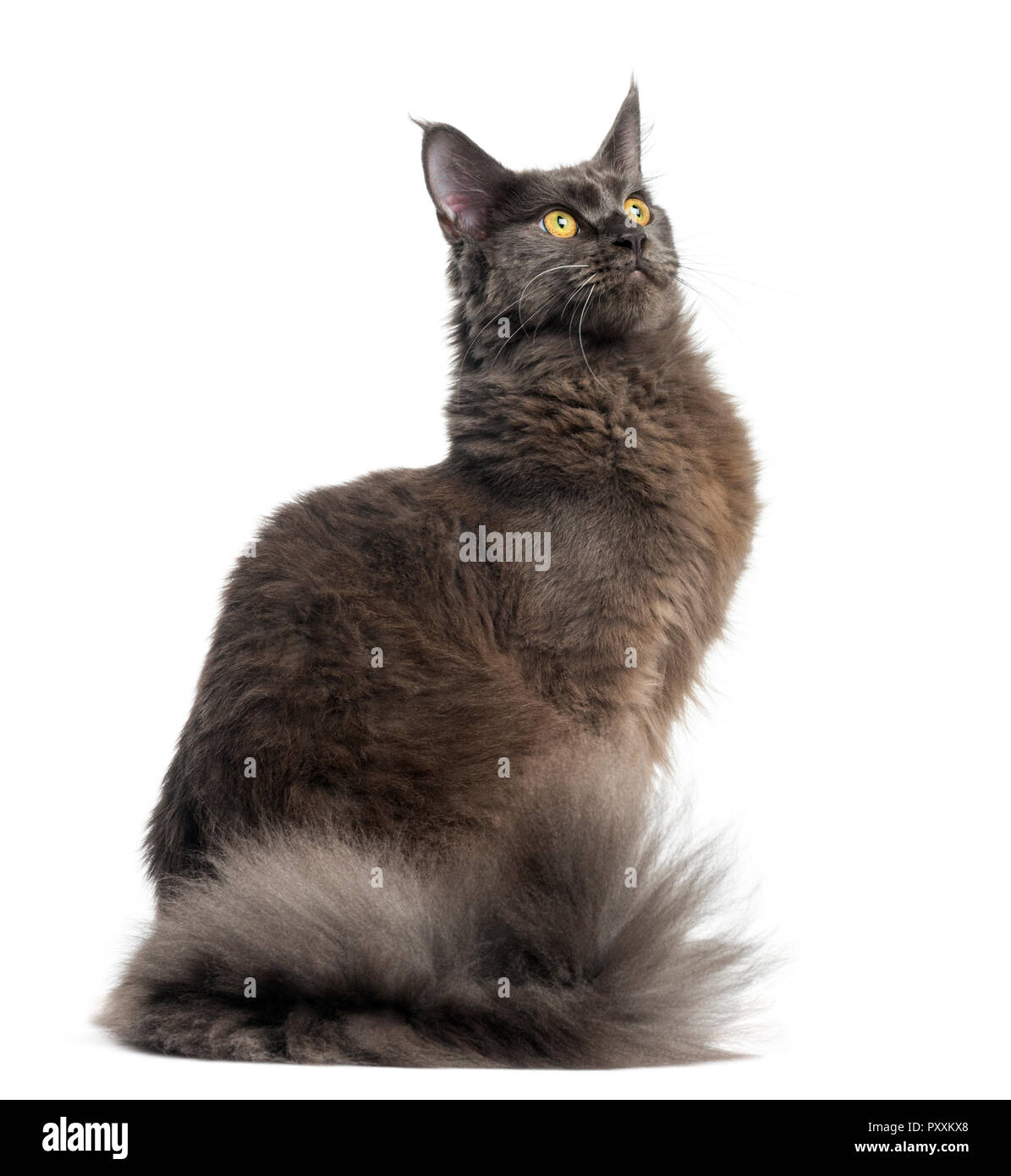 Side view of a Maine Coon sitting, looking up, 8 months old, isolated ...