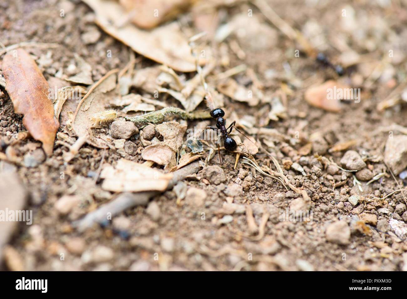 Carpenter Ant Nest Stock Photos & Carpenter Ant Nest Stock Images - Alamy