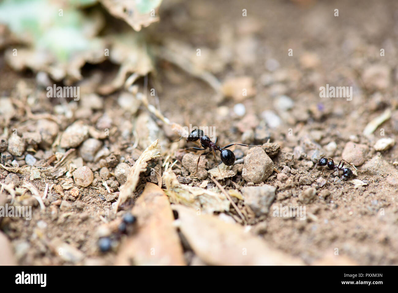 Ant works on the ground Stock Photo - Alamy