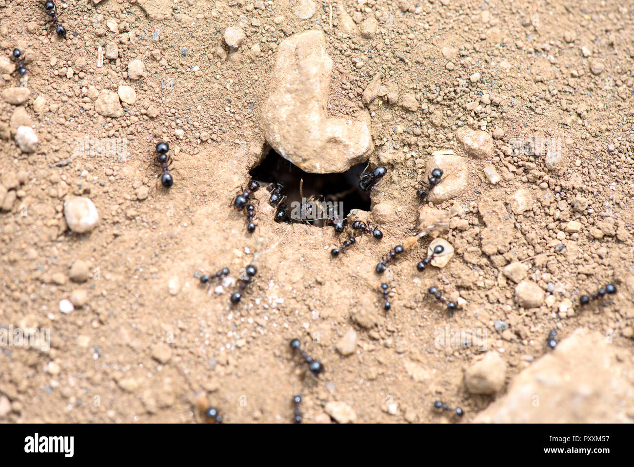 Ants work on the ground near den Stock Photo - Alamy