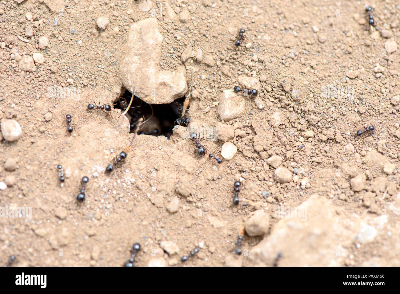 Worker ants leaf hi-res stock photography and images - Alamy