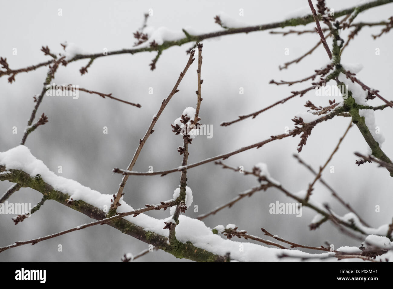 A close-up of branches and twigs covered with snow on a cold and harsh ...