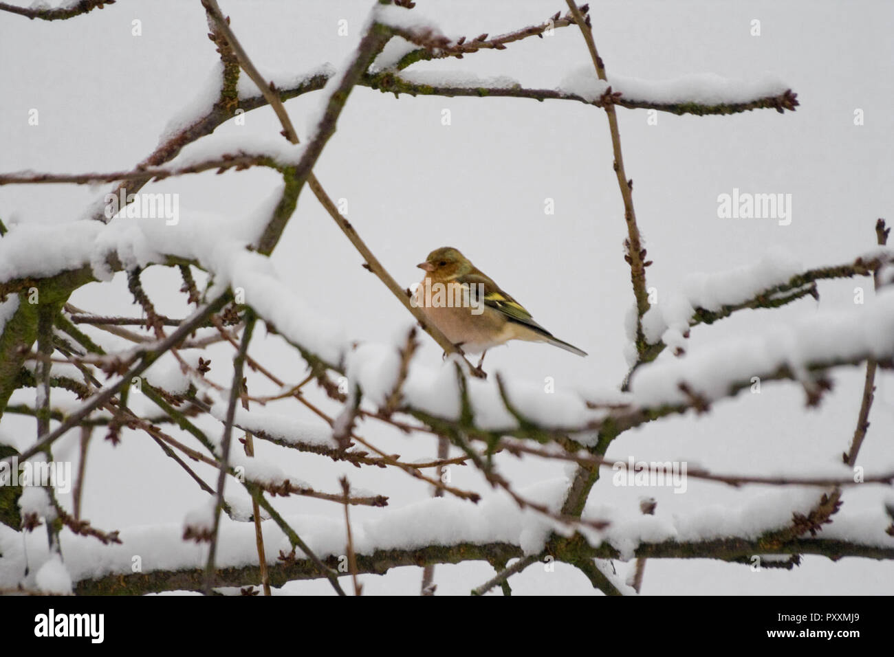 Puffed up bird hi-res stock photography and images - Alamy