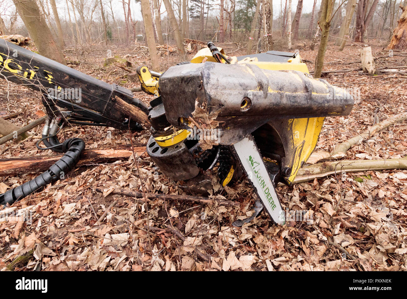 Mechanised tree felling operations in broadleaf woodland. Surrey, UK ...