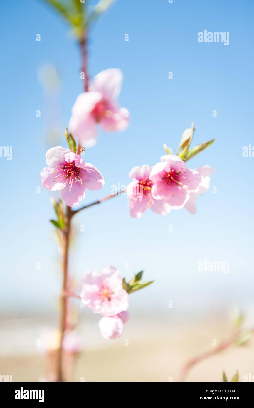 Blooms day hi-res stock photography and images - Alamy