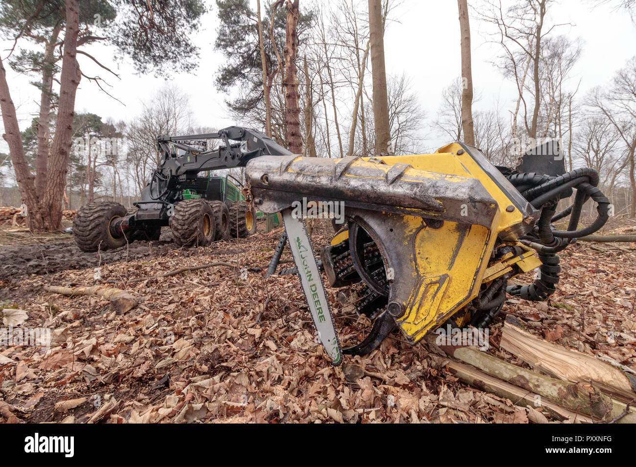 Mechanised tree felling operations in broadleaf woodland. Surrey, UK ...