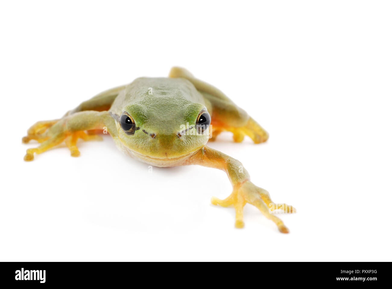 Background for nature ad Cut Out Stock Images & Pictures - Alamy