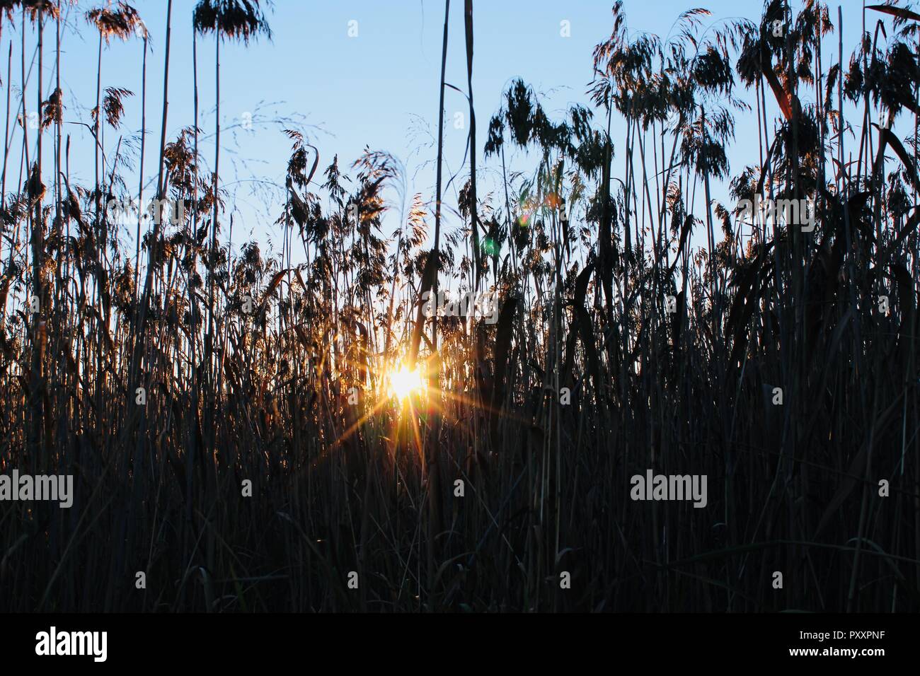 Sun in the backlight hi-res stock photography and images - Alamy