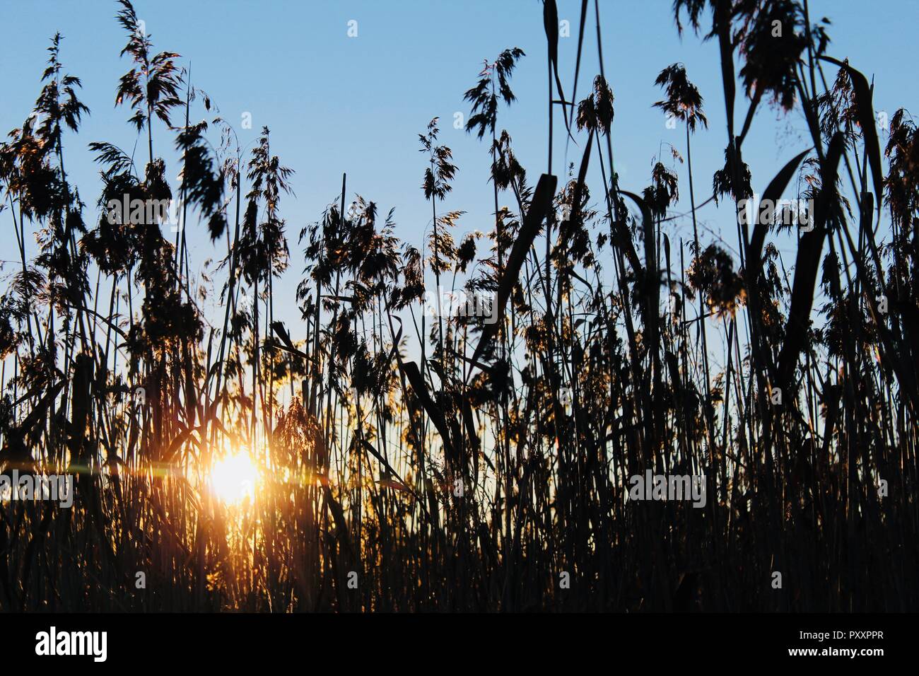 Detail of common reed in the backlight of the evening sun Stock Photo ...