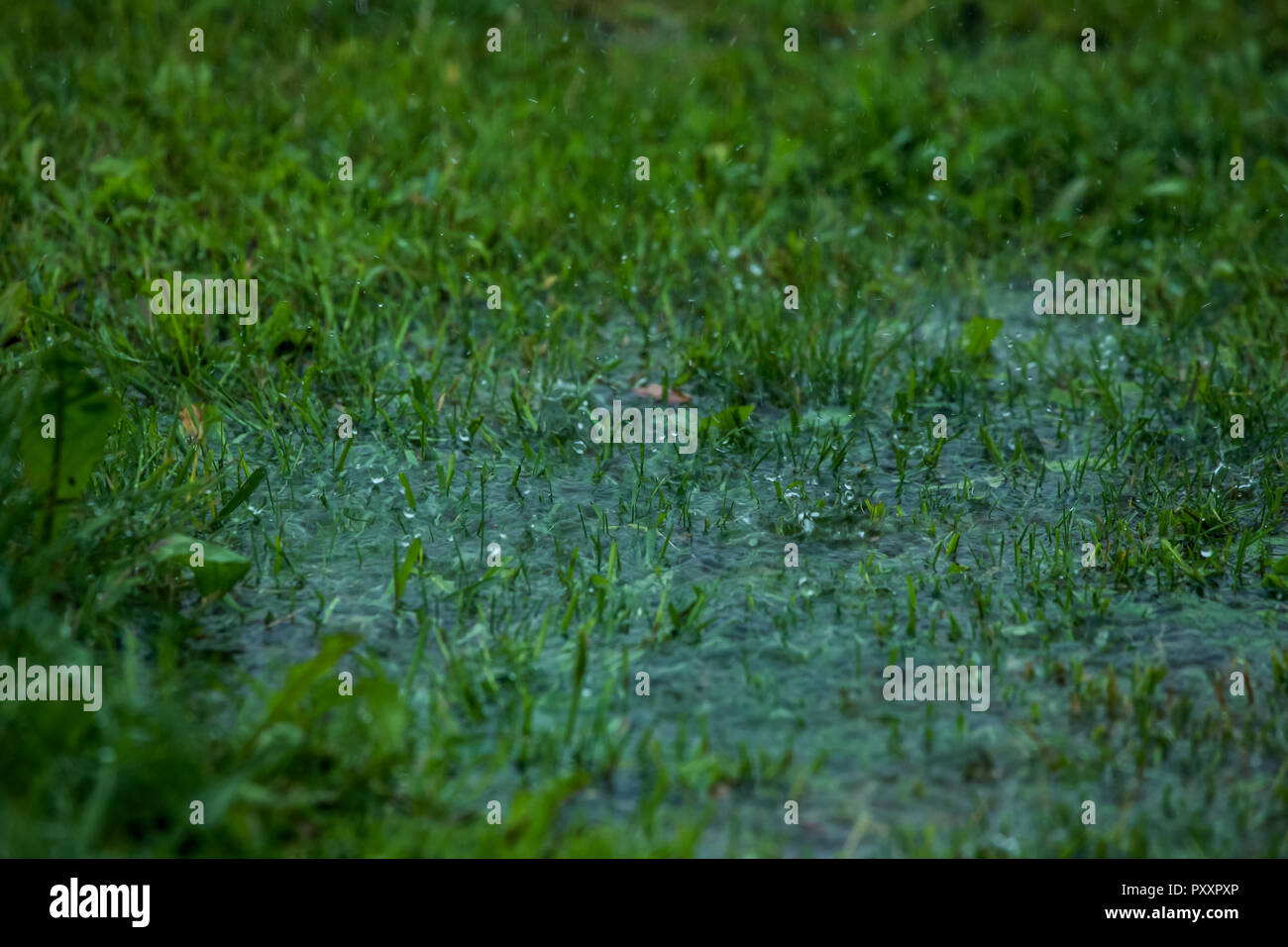 Rain wet meadow hi-res stock photography and images - Alamy