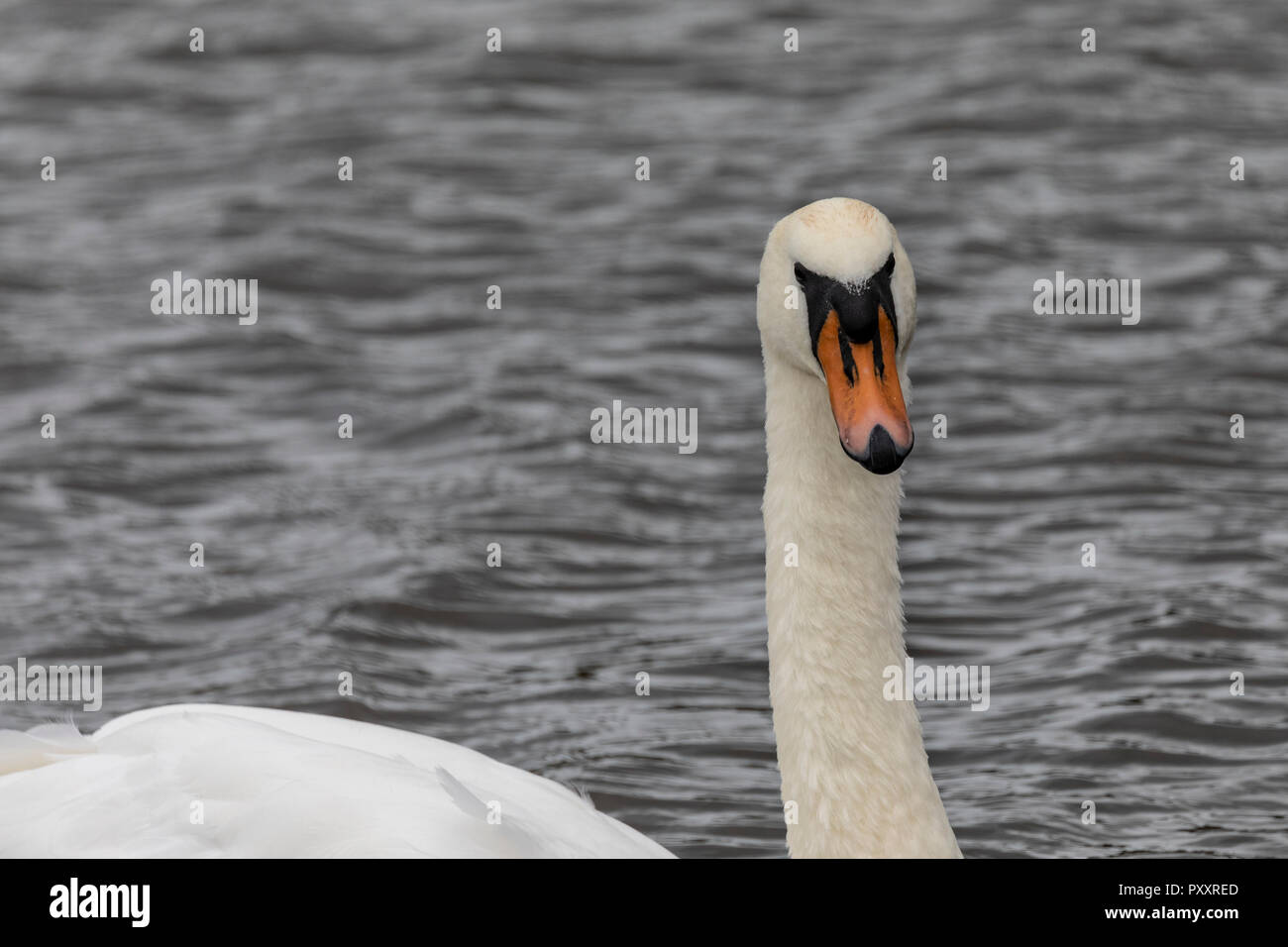 Single bird swimming hi-res stock photography and images - Alamy
