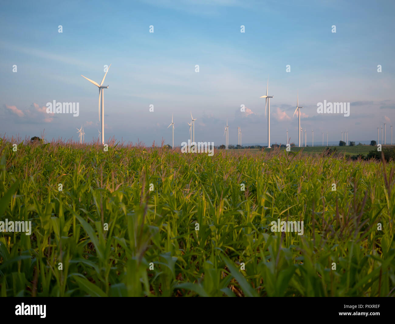 Wind turbines farm in corn field with clear sky Stock Photo - Alamy