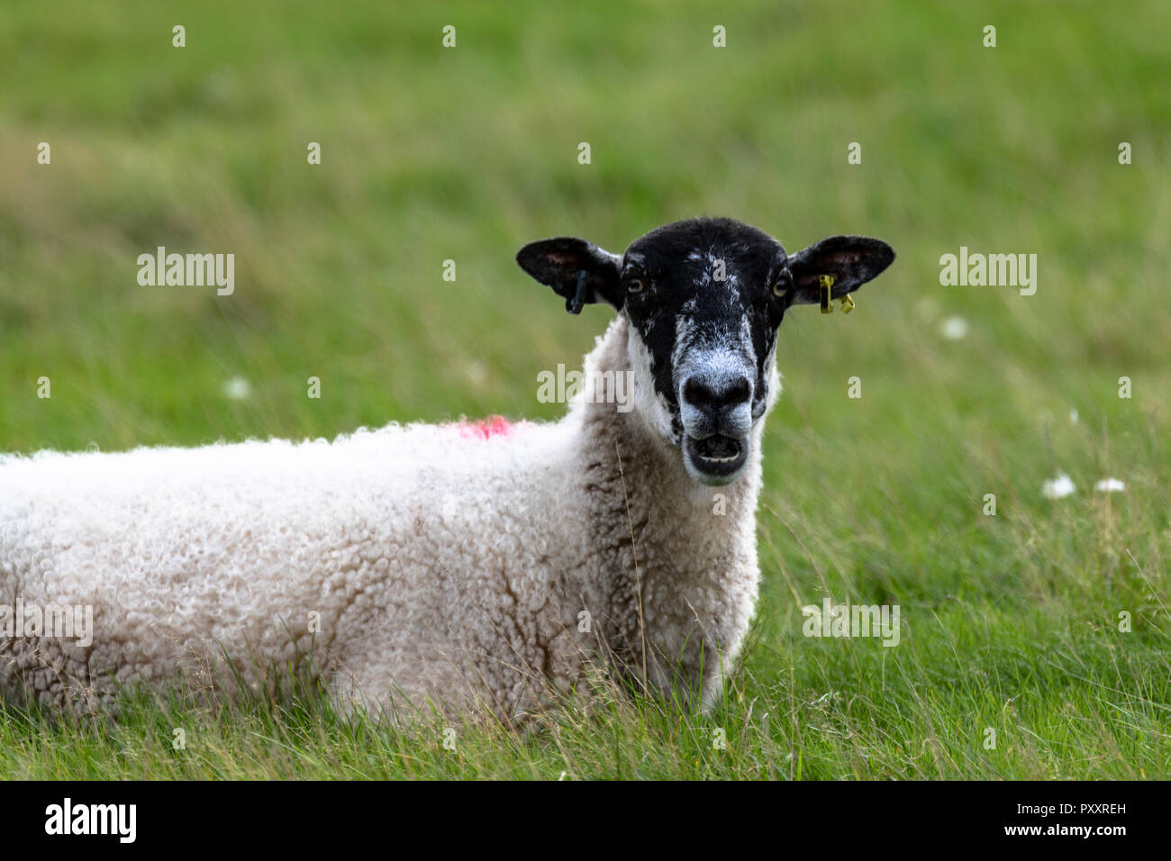 Single domestic sheep (Ovis aries) pictured in natural surroundings in ...
