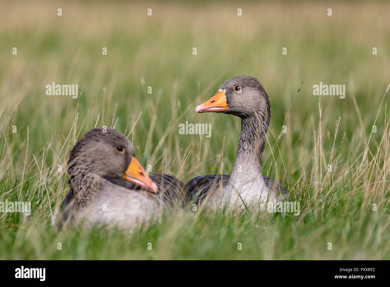 Gray Goose Pair High Resolution Stock Photography and Images - Alamy