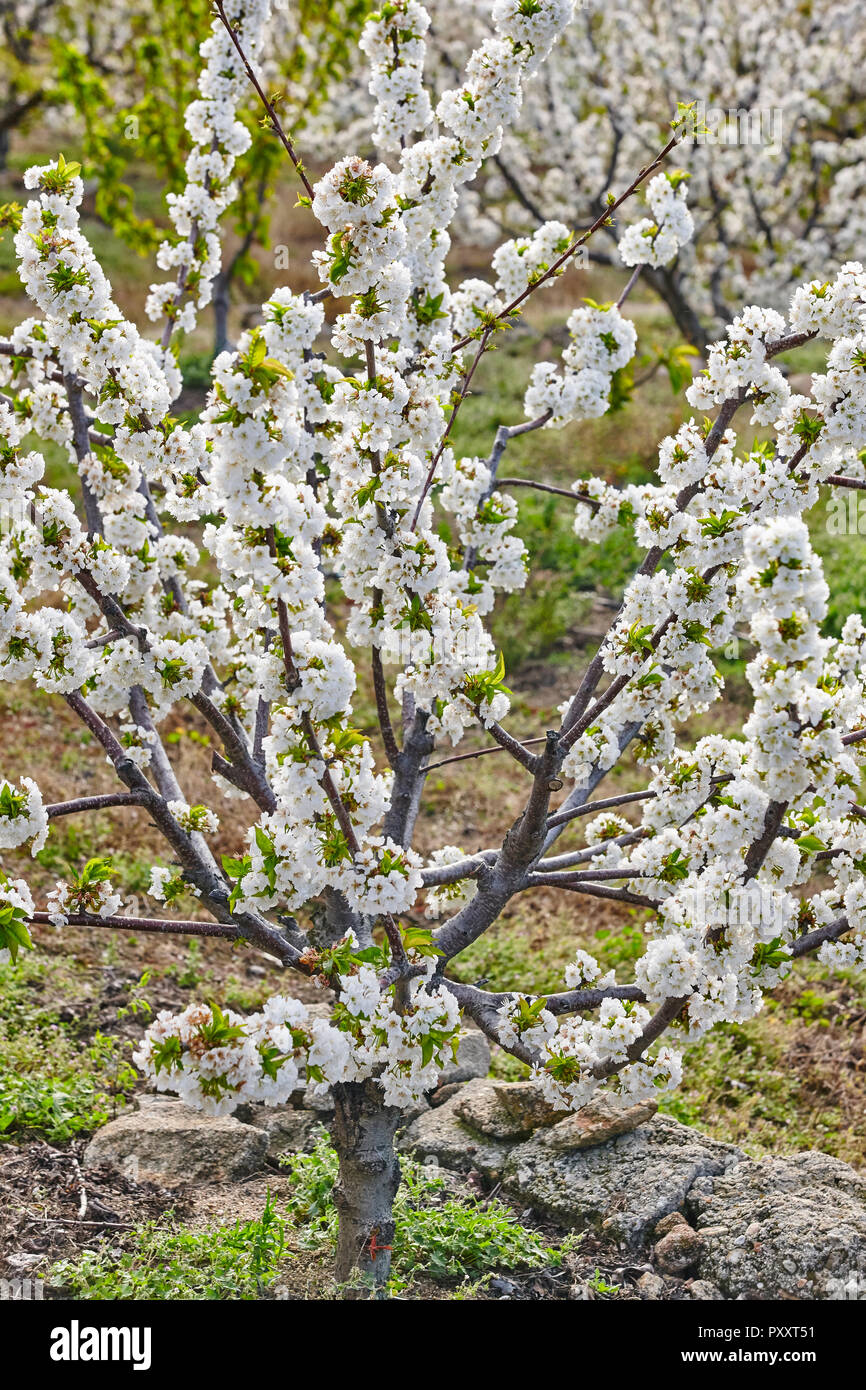Cherry blossom hills in Jerte Valley, Caceres. Spring in Spain Stock ...