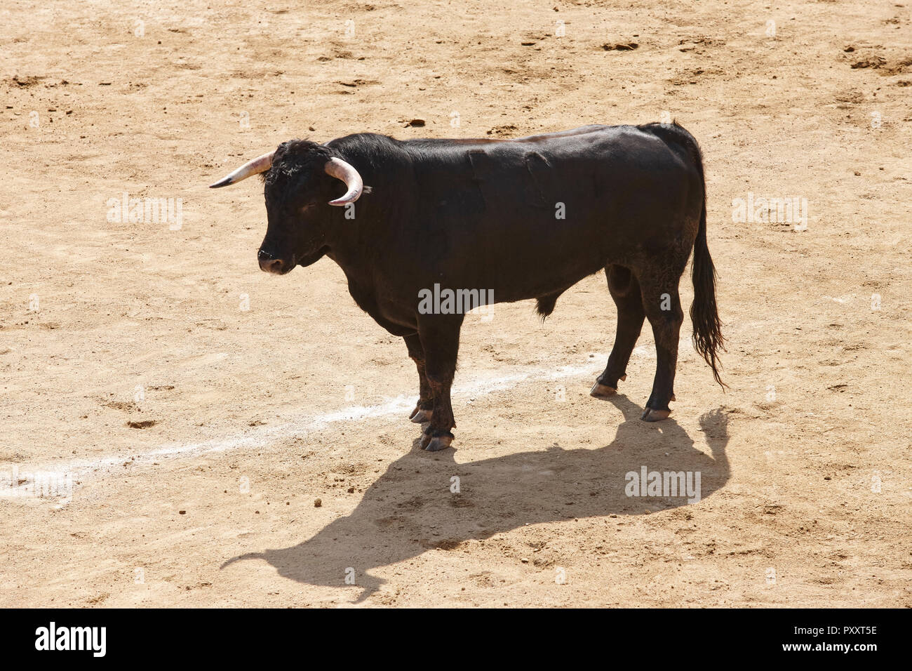Fighting bull in the arena. Bullring. Toro bravo. Spain. Horizontal ...
