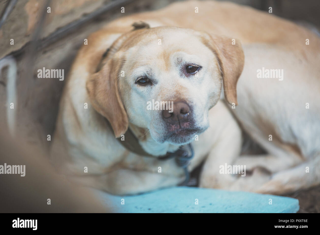 Abandoned dog. Sad Labrador retriever lying in the street. Emaciated ...