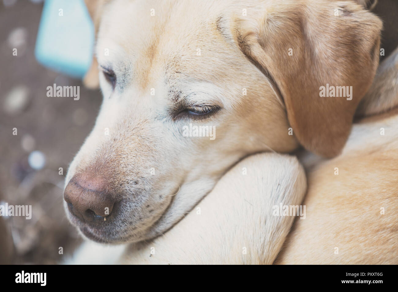 Abandoned dog. Sad Labrador retriever lying in the street. Emaciated ...
