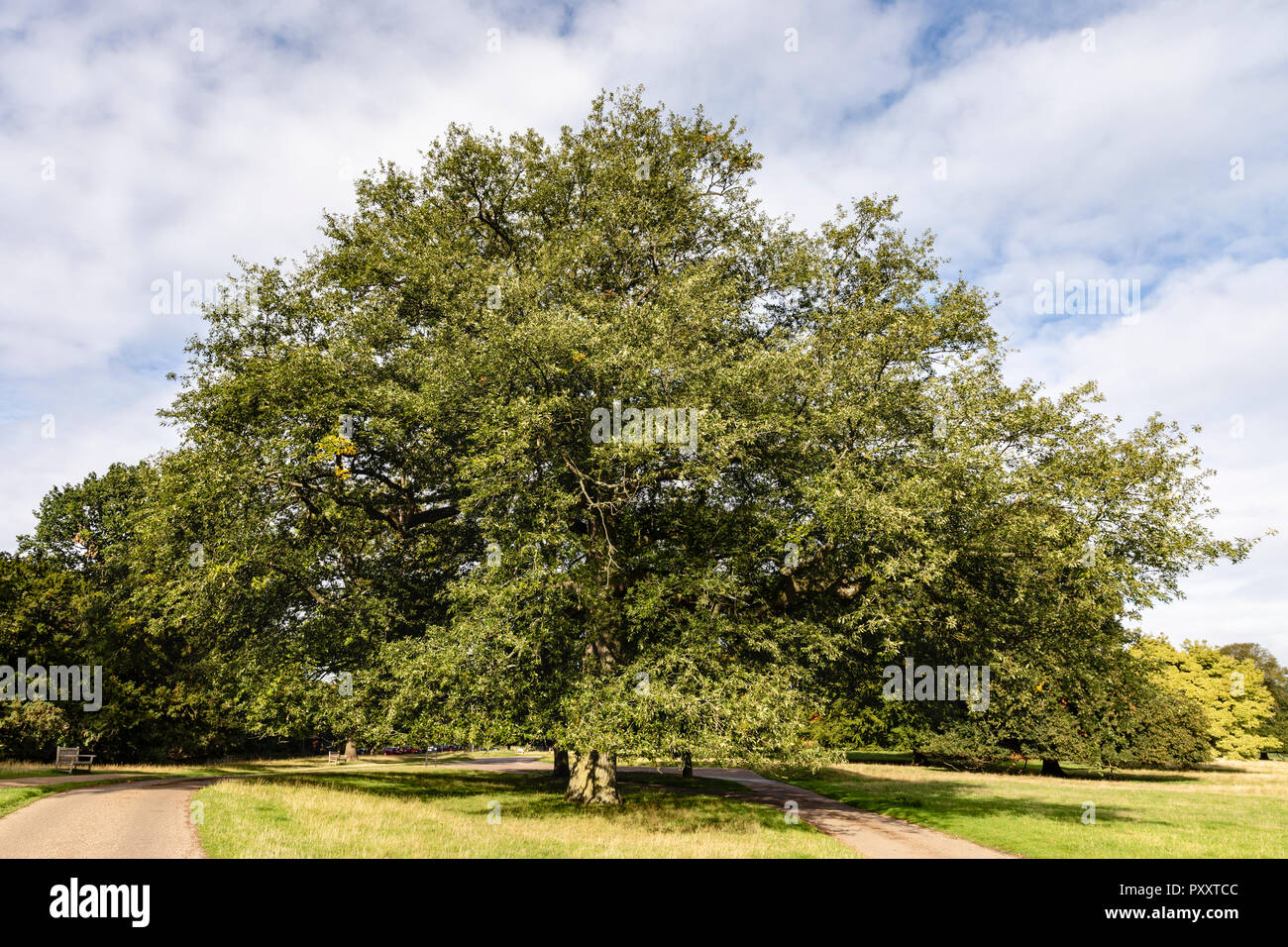 Ancient English woodland scenic landscape with trees in summer foliage ...