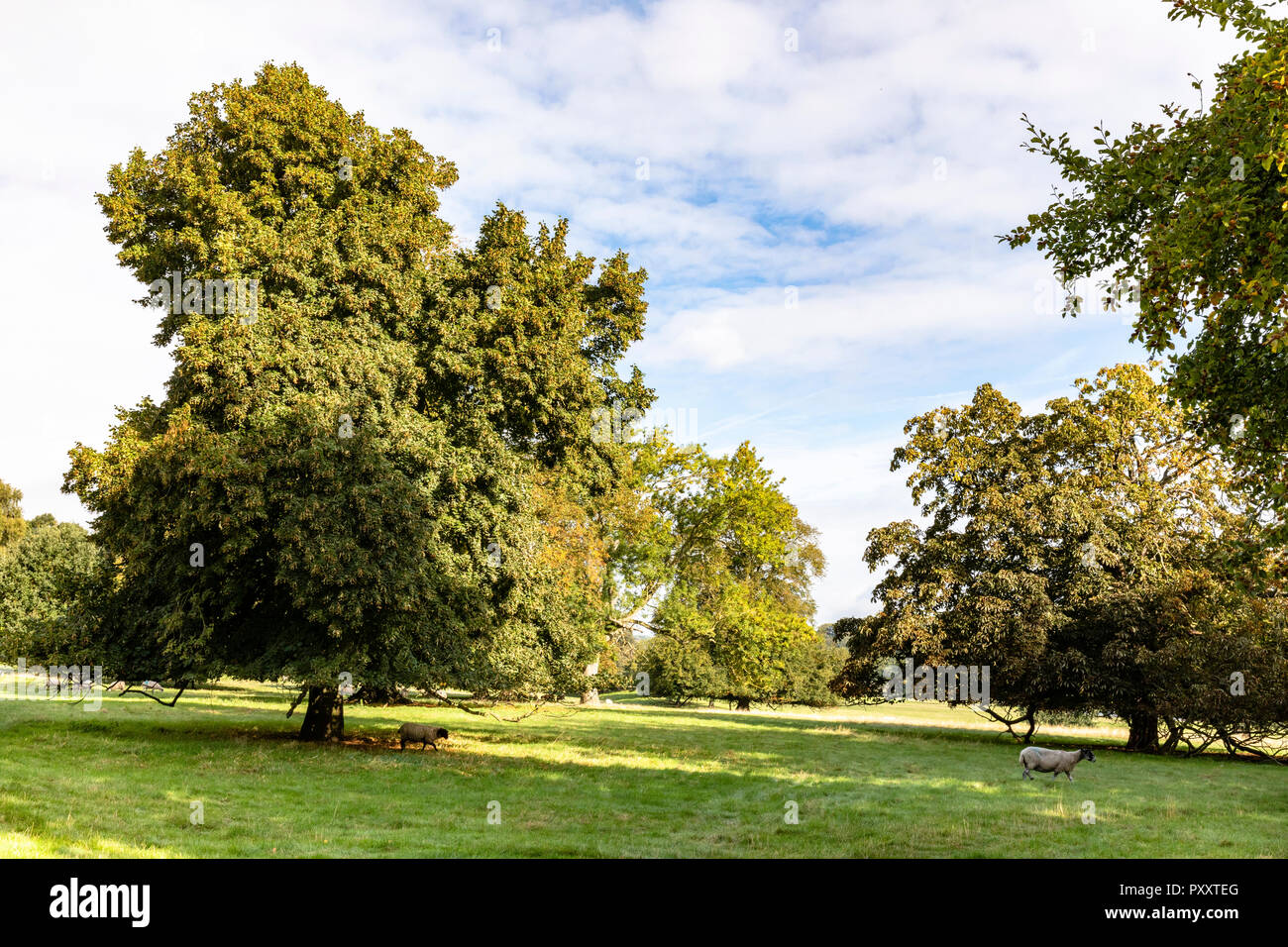 English woodland scenic landscape with trees in summer foliage Stock ...
