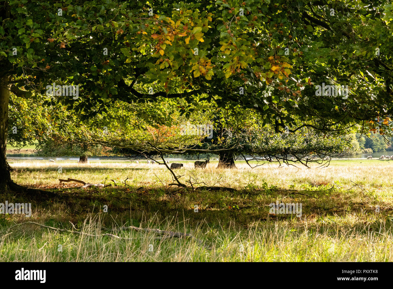 English woodland scenic landscape with trees in summer foliage Stock ...