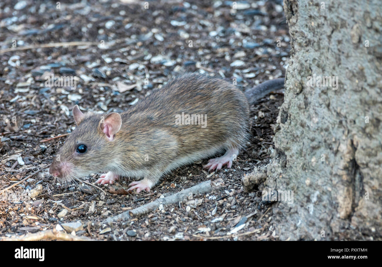 brown rat,Rattus norvegicus, also known as the common rat, street rat ...
