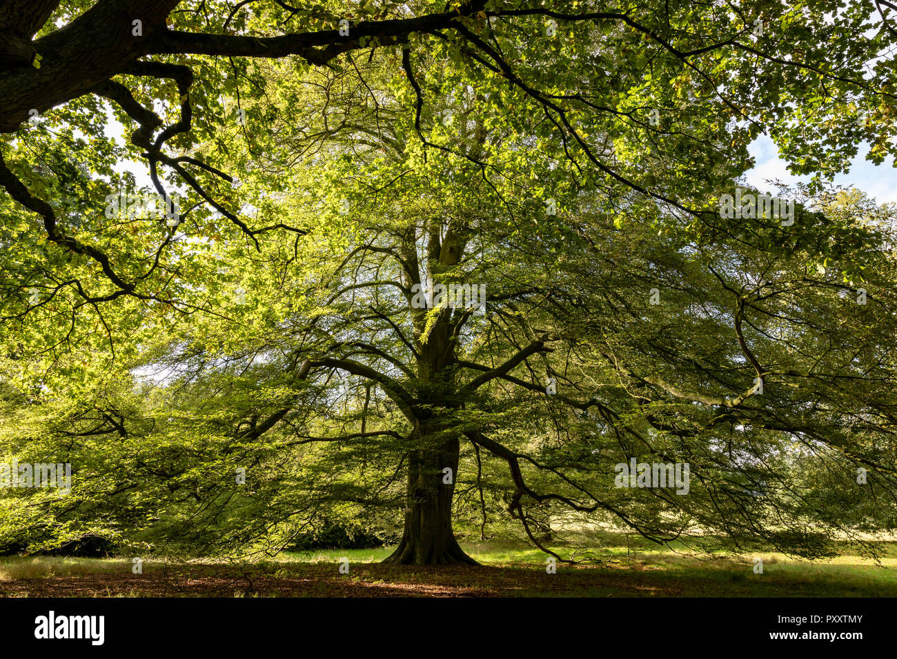 English woodland scenic landscape with trees in summer foliage Stock ...