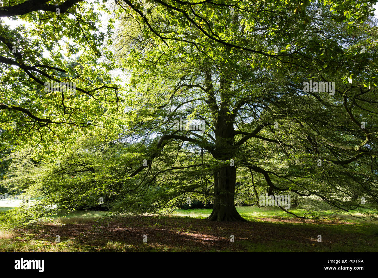 English woodland scenic landscape with trees in summer foliage Stock ...