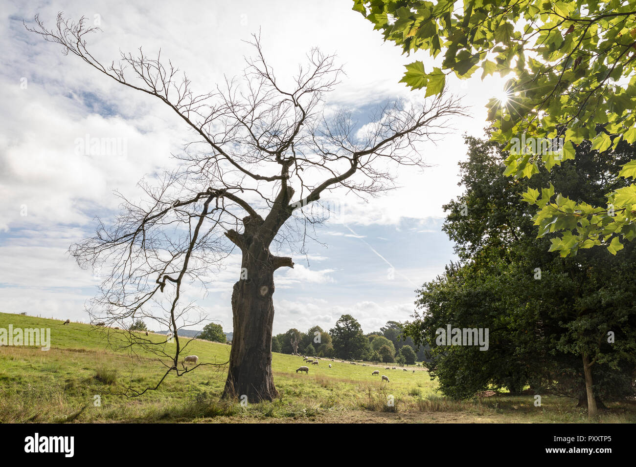 English woodland scenic landscape with trees in summer foliage Stock ...