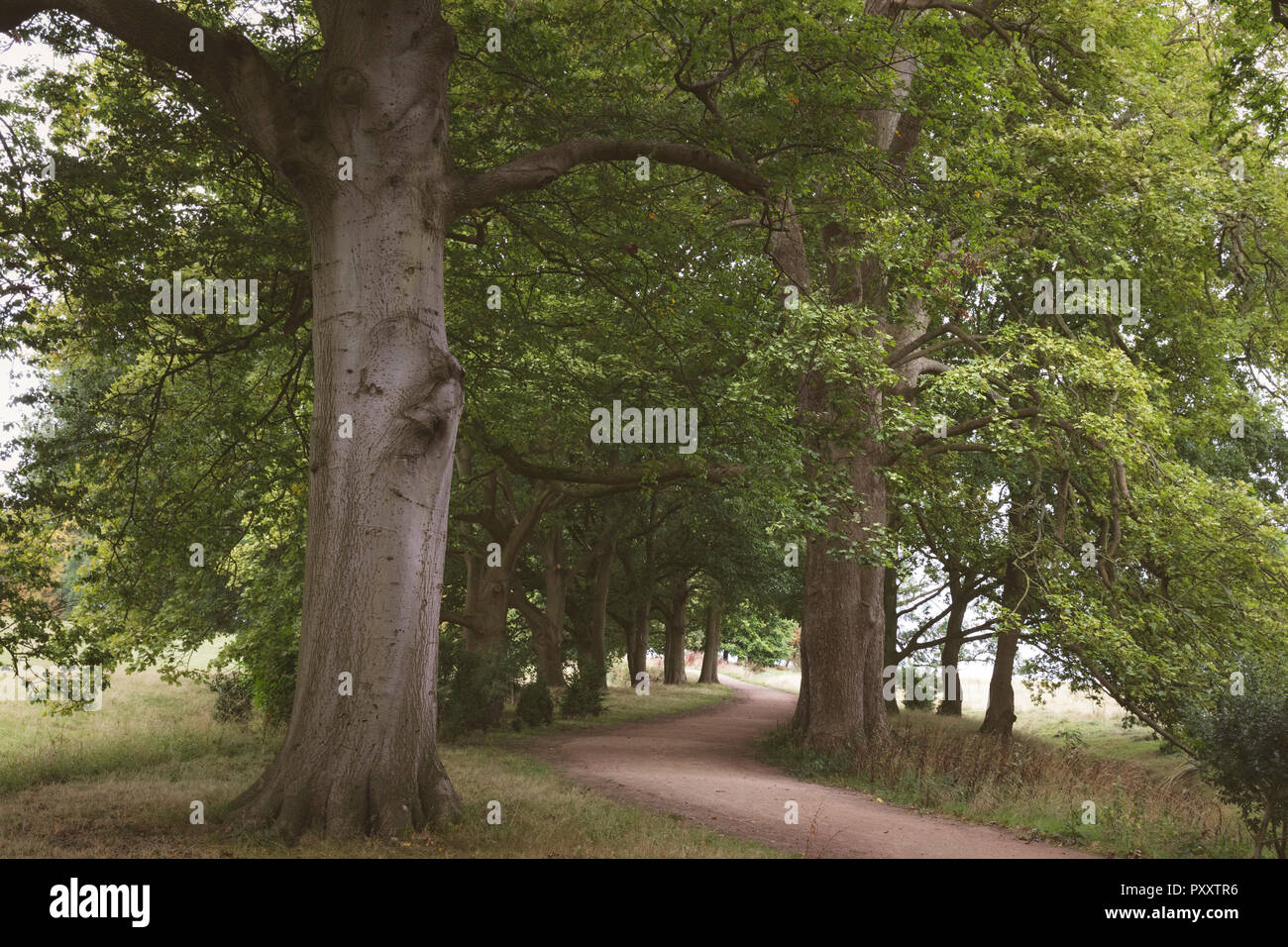 Peaceful landscape with trees hi-res stock photography and images - Alamy