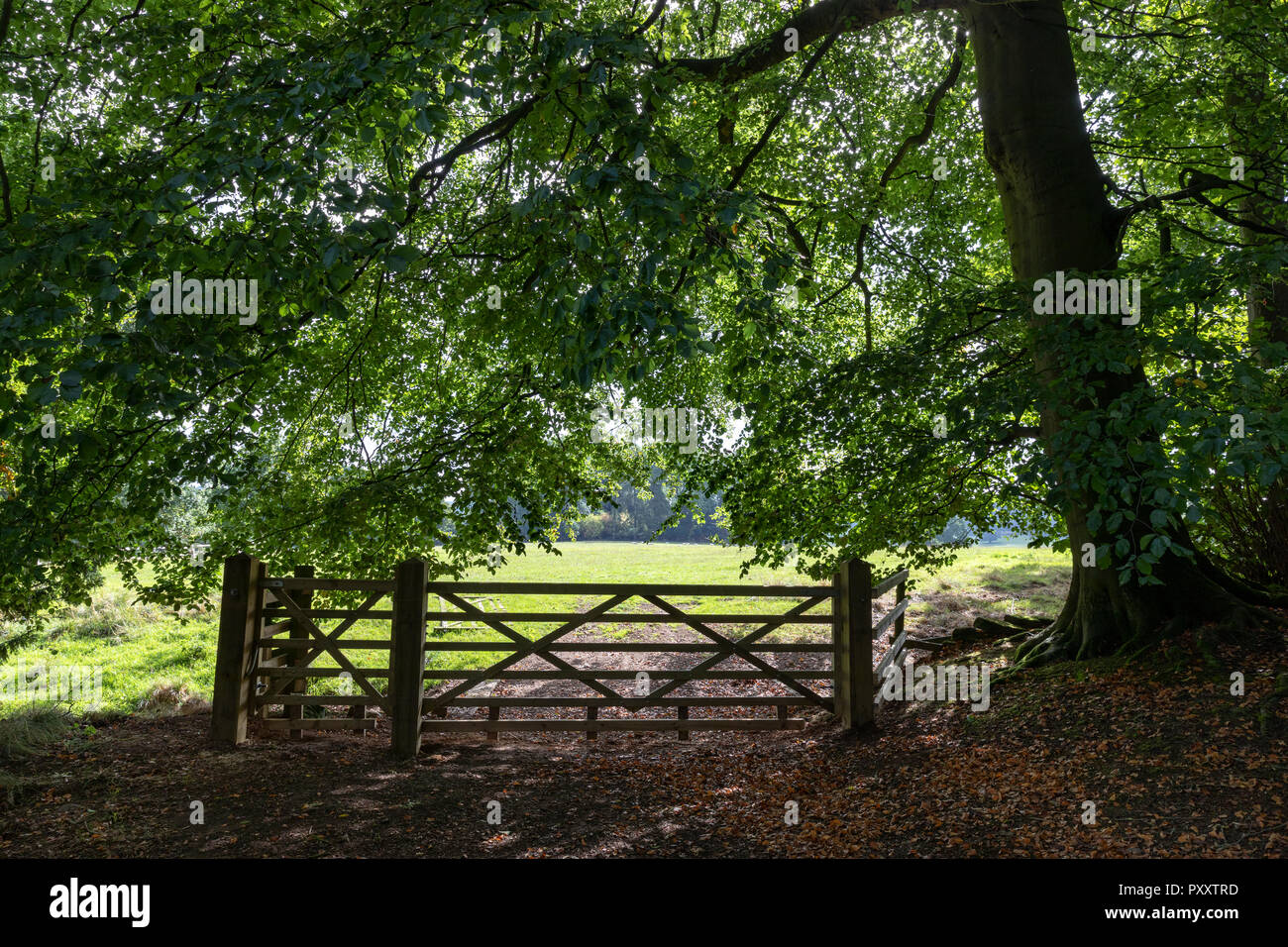 English woodland scenic landscape with trees in summer foliage Stock ...