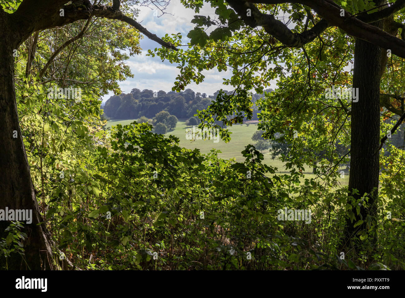 English woodland scenic landscape with trees in summer foliage Stock ...