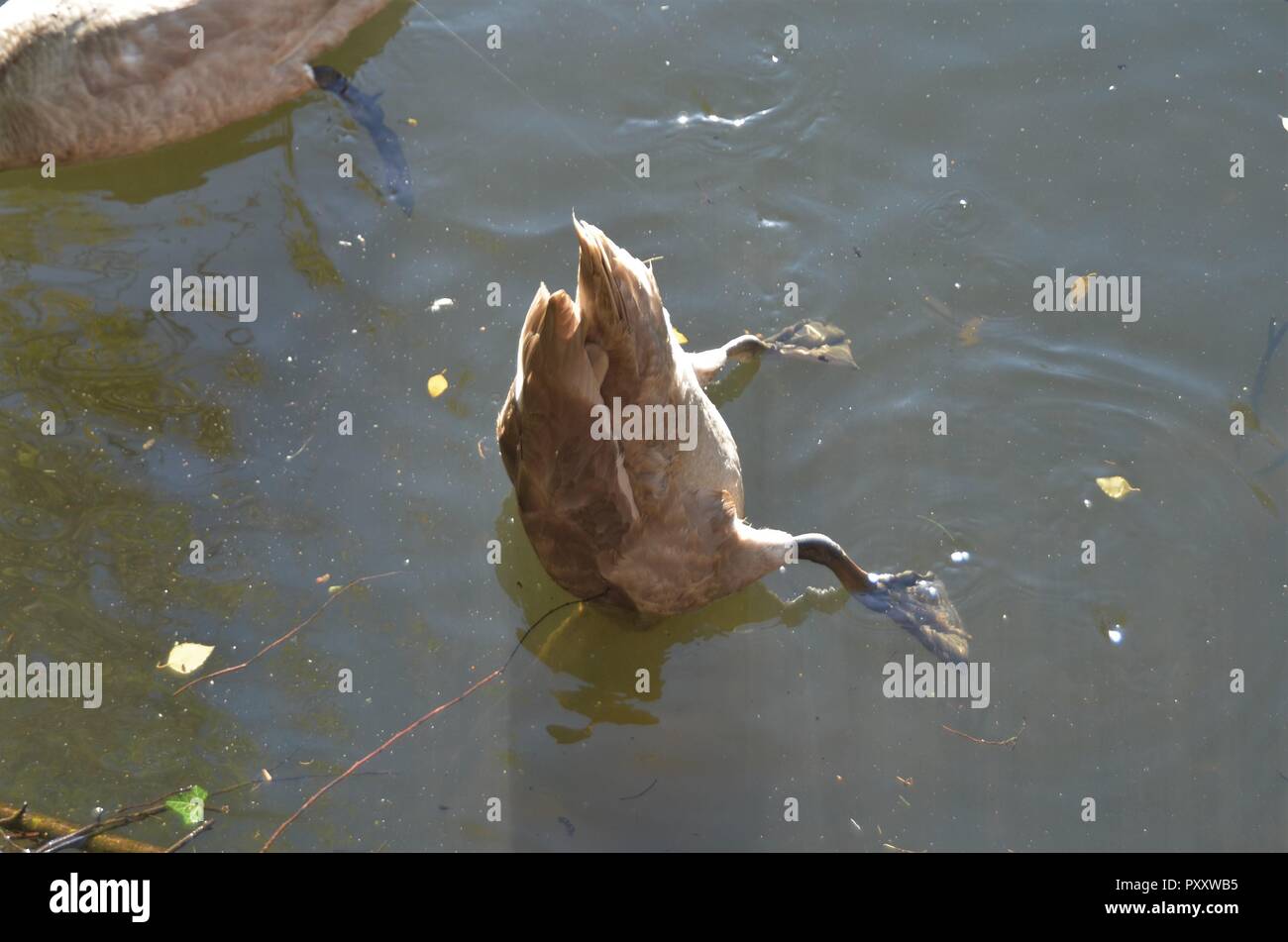 back rear part of a young wild swan (cygnet) diving looking for food ...