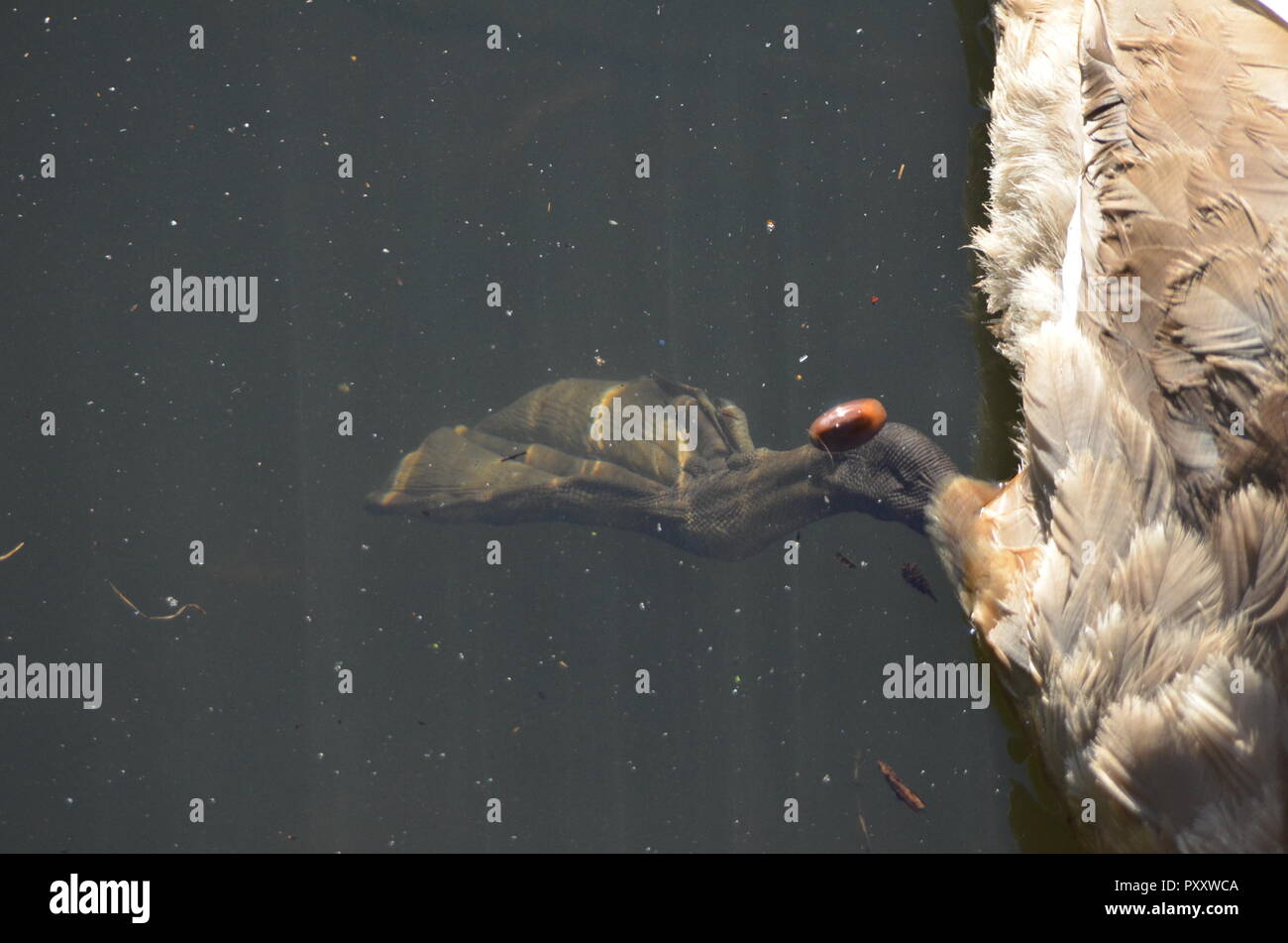 Animal bird swan birds feet hi-res stock photography and images - Alamy