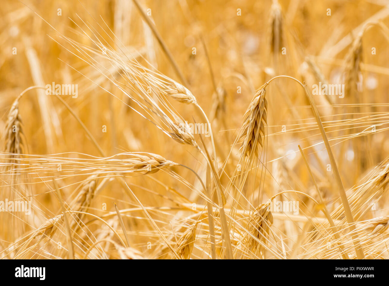 closeup to fresh barley grain Stock Photo - Alamy