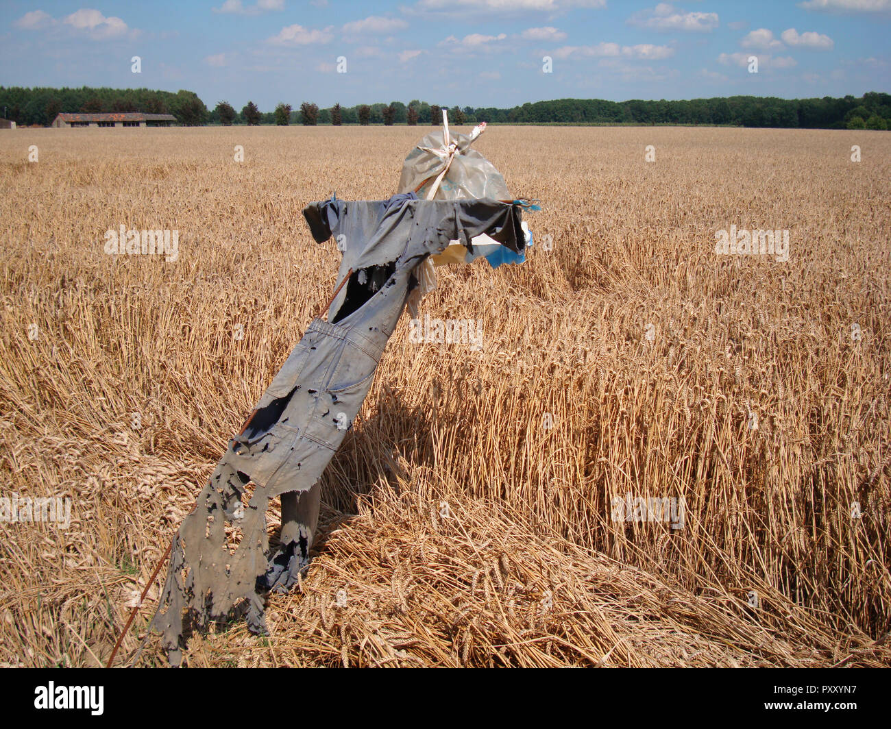 Farm scarecrow wheat crop hi-res stock photography and images - Alamy