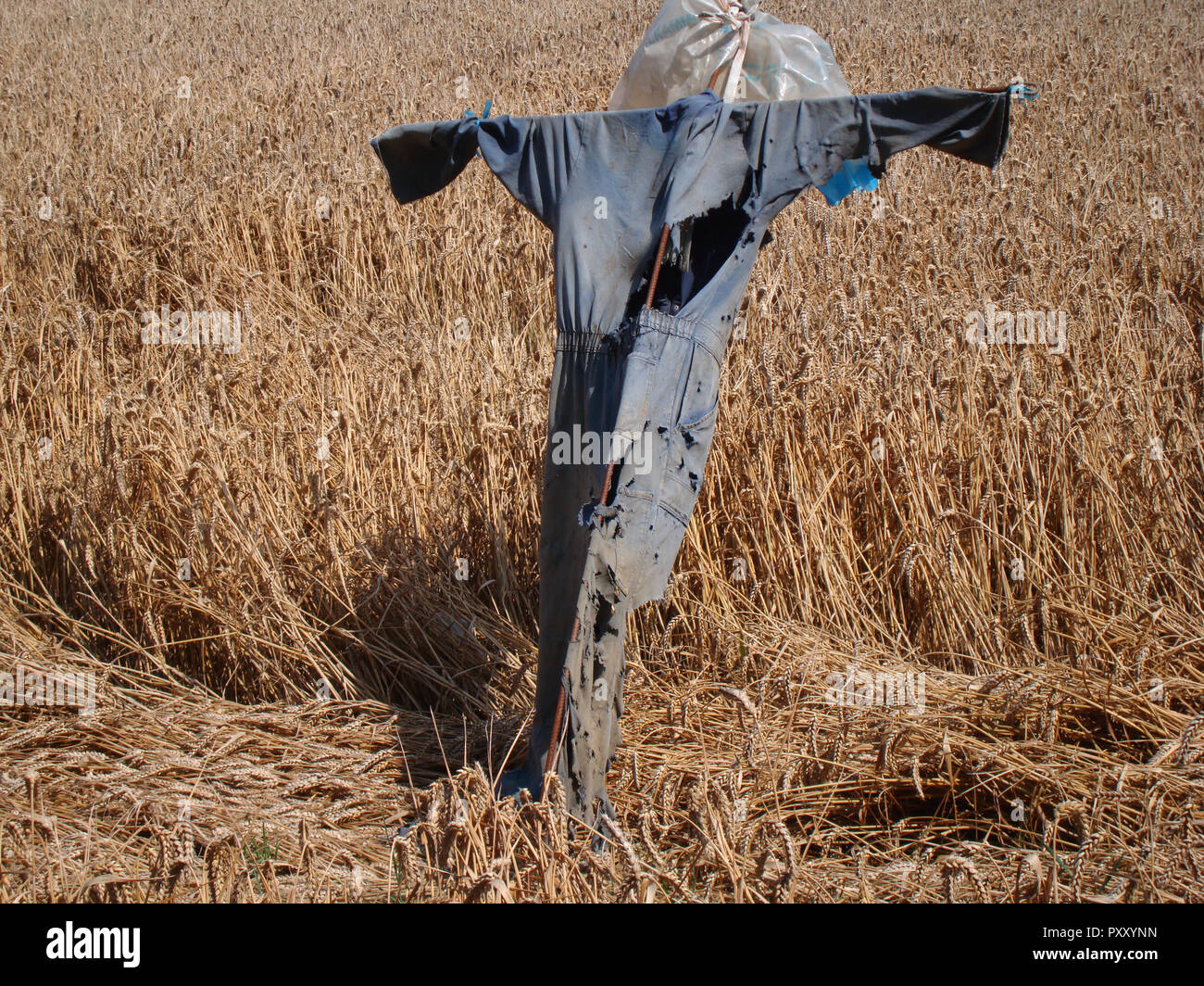 scarecrow in wheat field Stock Photo - Alamy