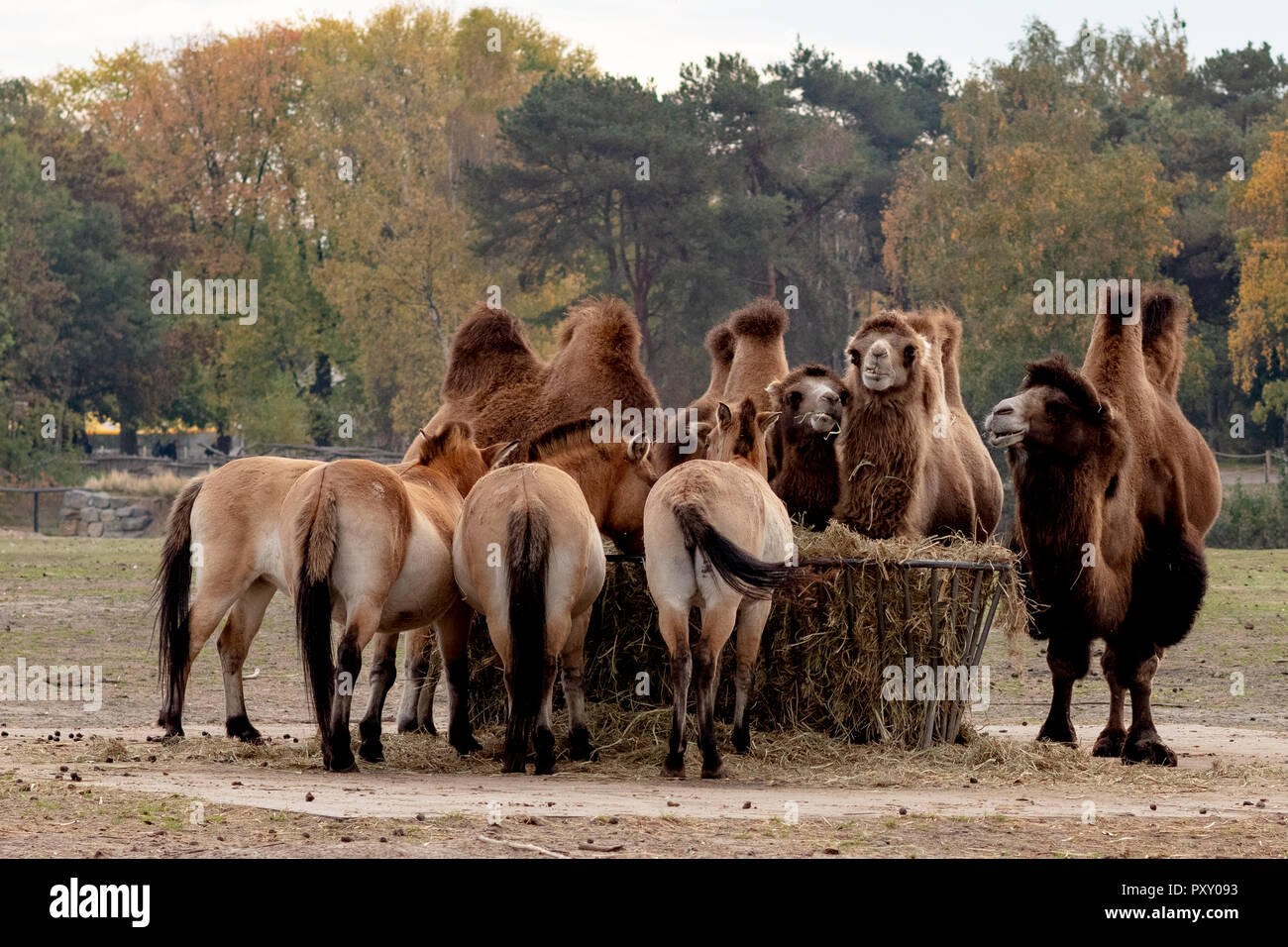 Relaxed camels hi-res stock photography and images - Alamy