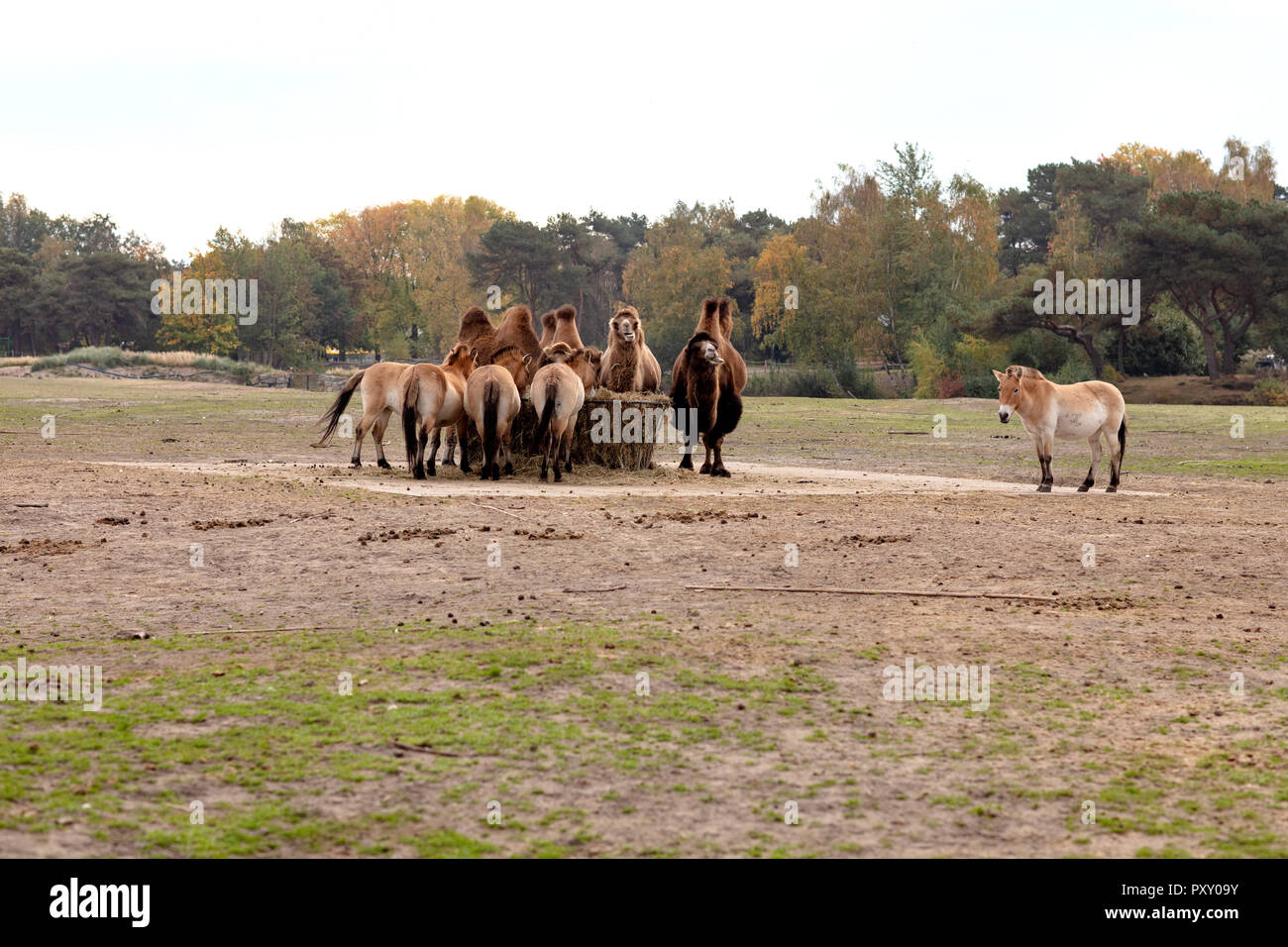 Camel, Camels standing in group Stock Photo - Alamy