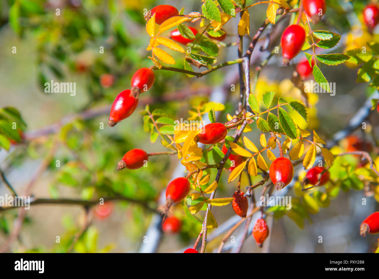 Berries of wild rose Stock Photo - Alamy