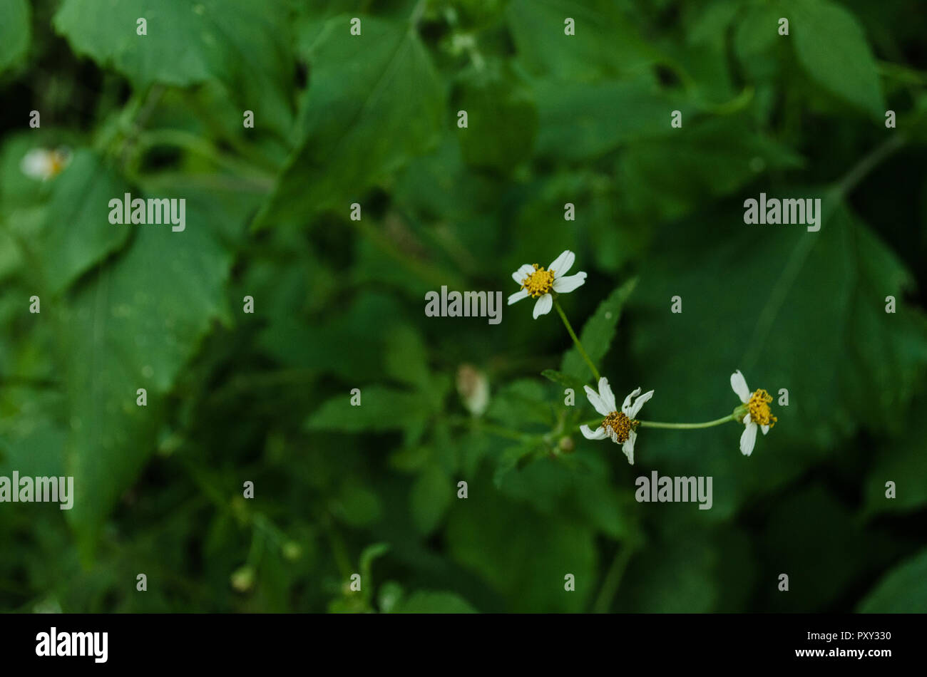 group of three small flowers surrounded by green leaves, nature ...