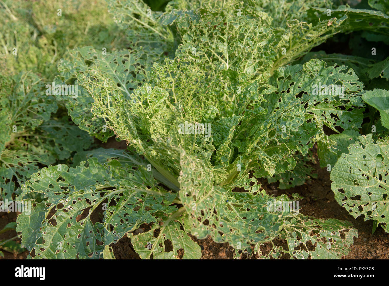 Damaged By Insects High Resolution Stock Photography and Images - Alamy